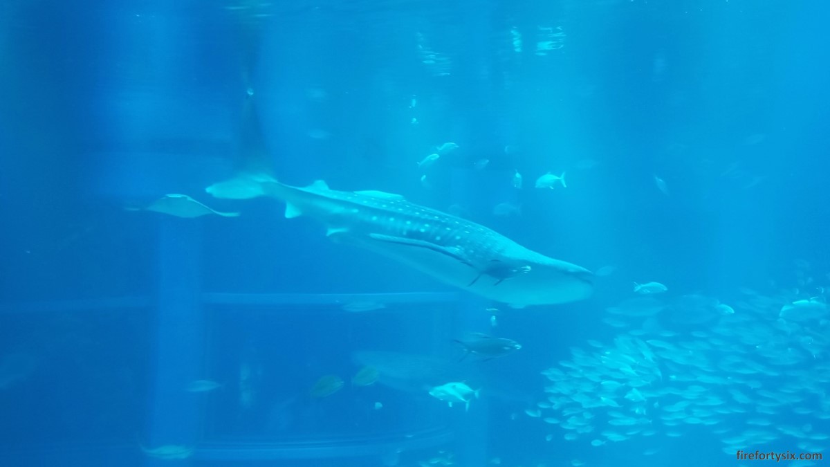 Back again at Osaka Kaiyukan for a magical marine adventure